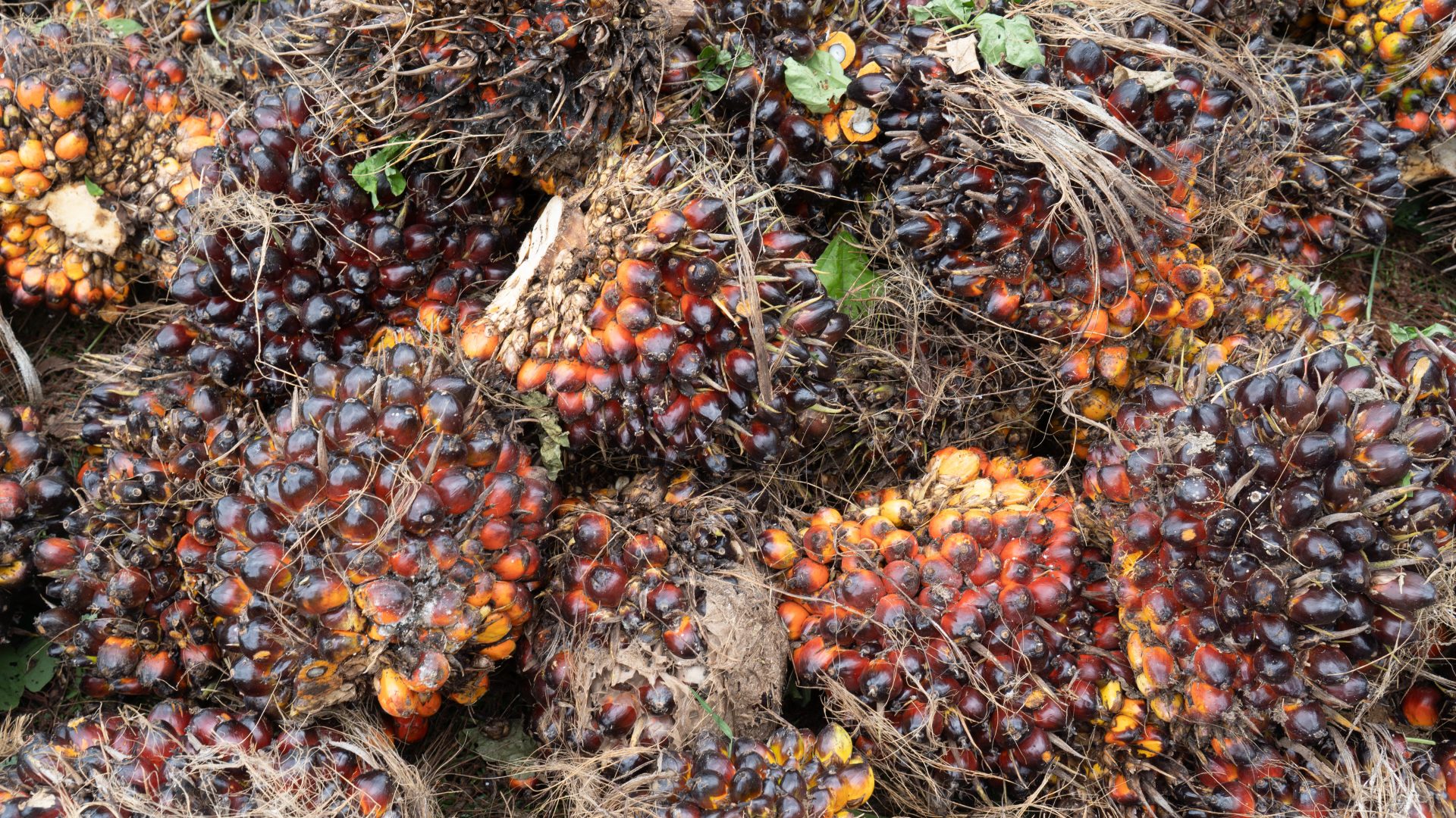 Palm Oil The Facts - Cool Earth
