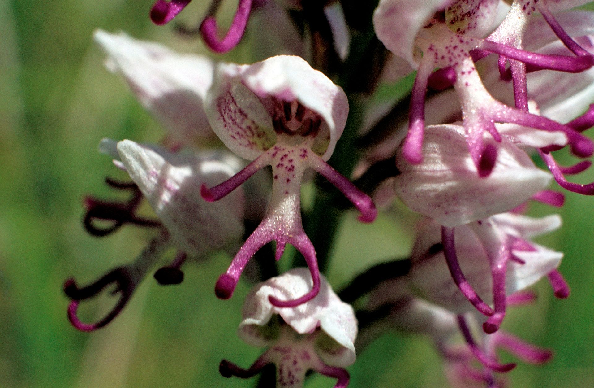 Grinning Monkey Orchids Snopes