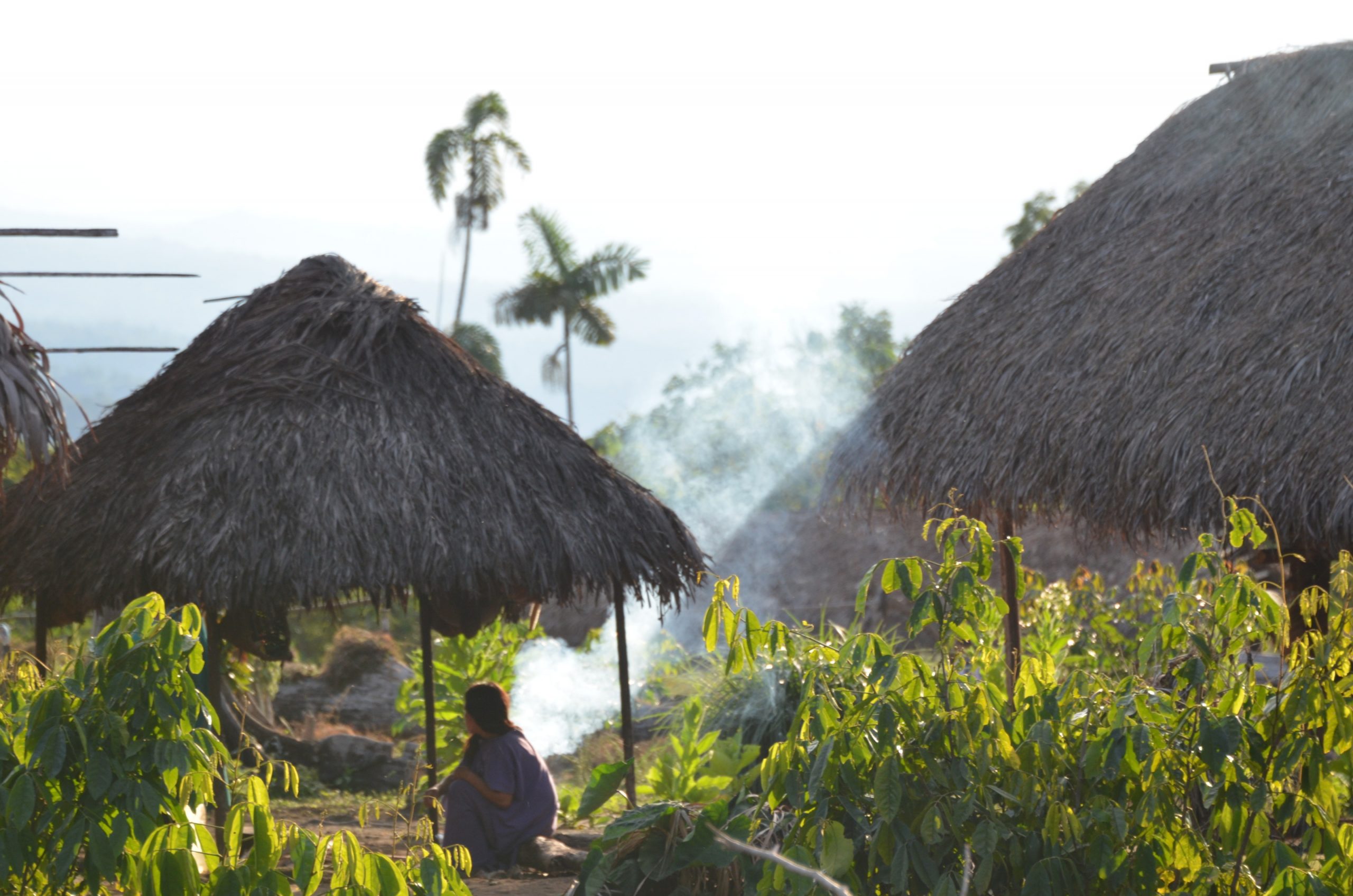 8 lessons from the State of the World's Forests report.