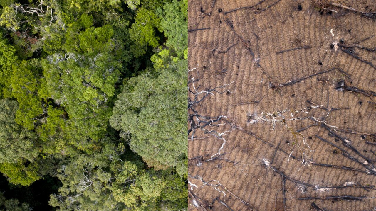 How the UK Can Stop Driving Deforestation – Cool Earth
