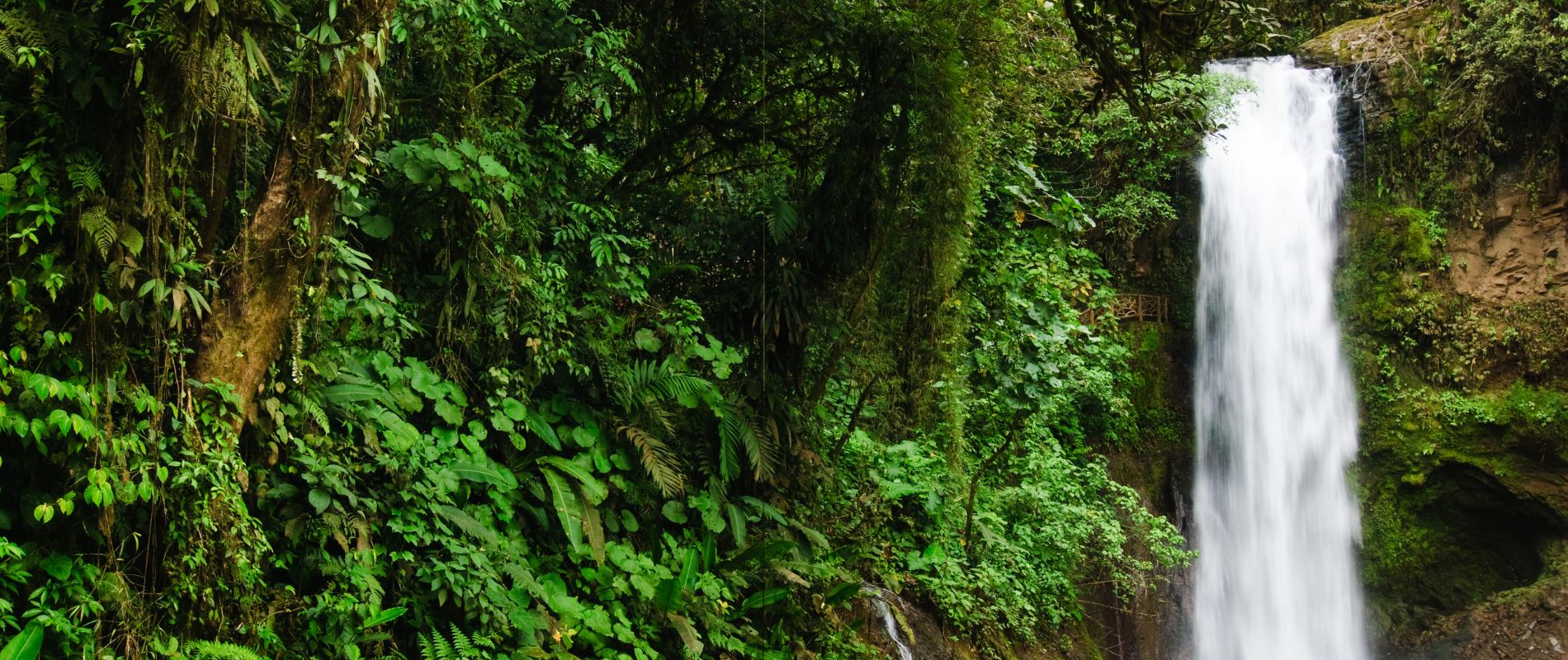 Cool Earth is the most cost-effective charity working on mitigating ...