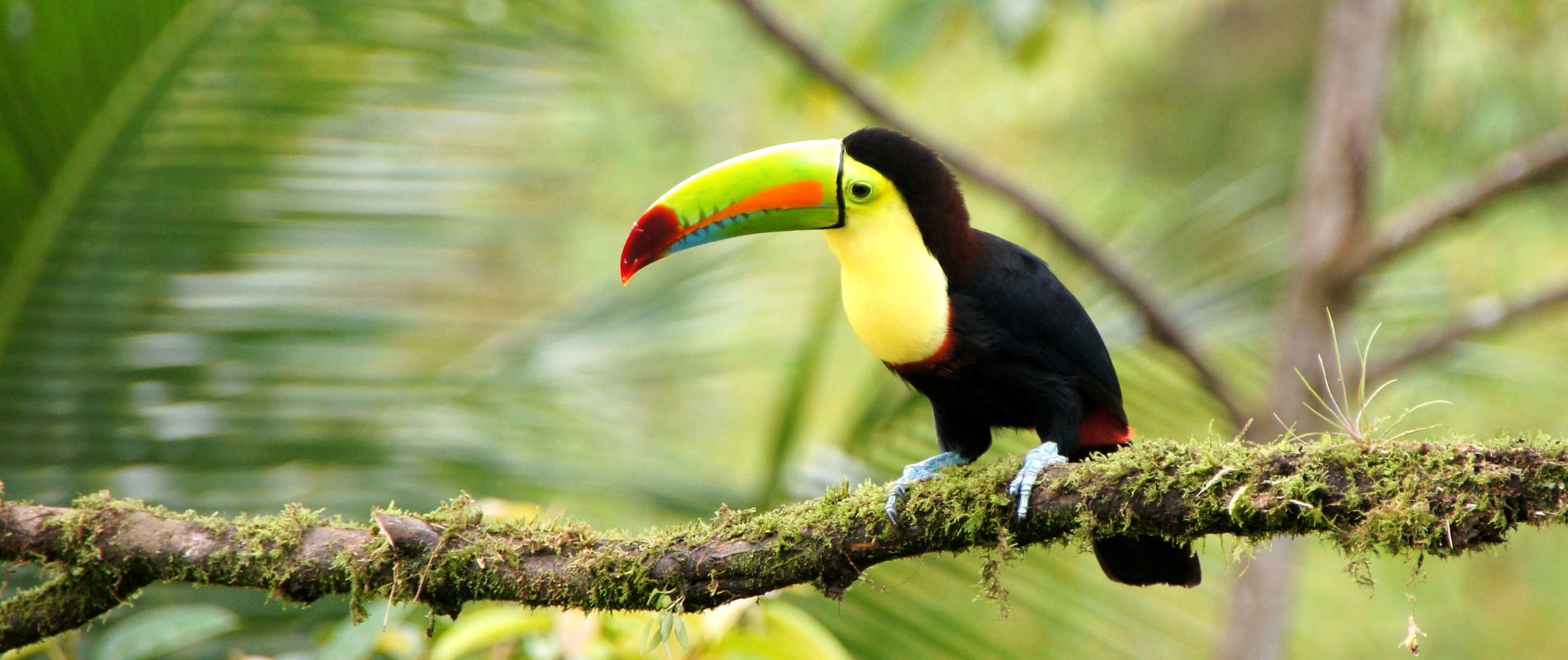 A Dose of Climate Optimism – Cool Earth