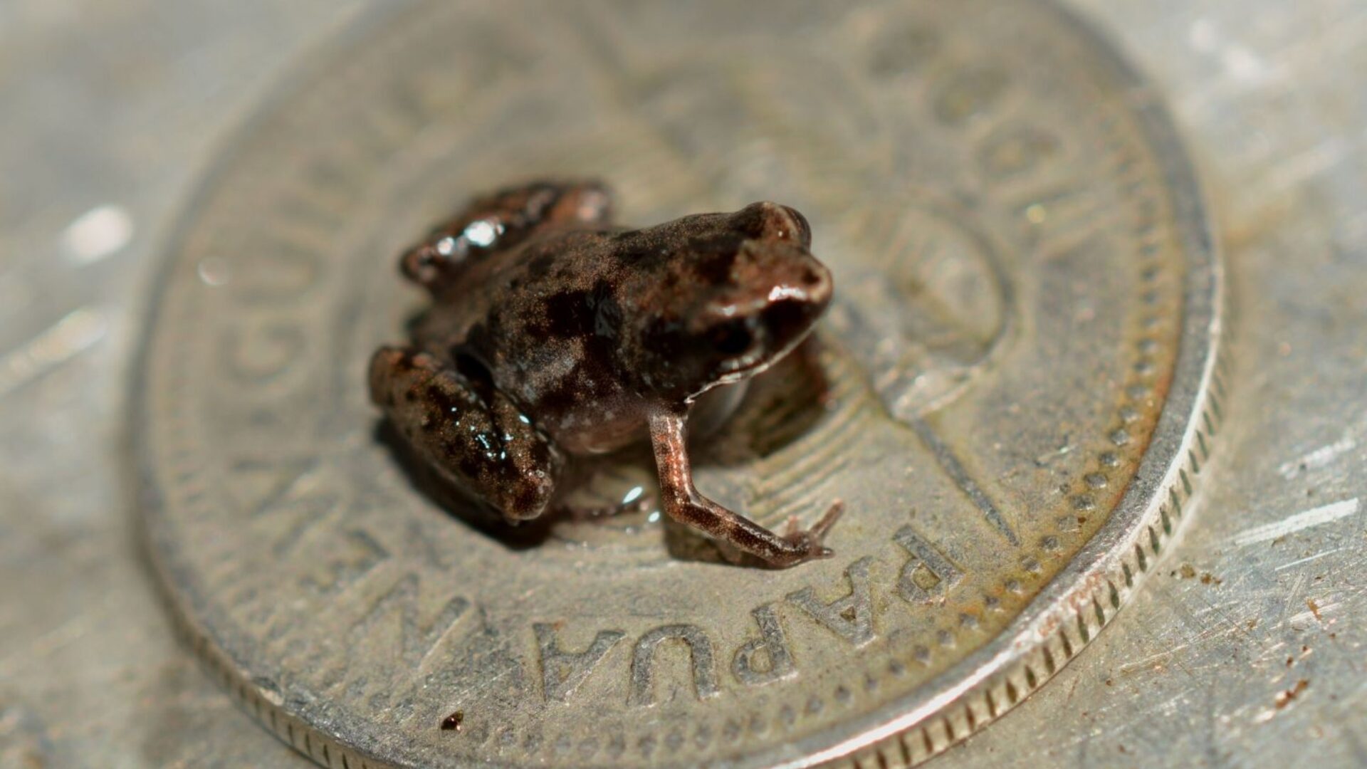 World's Smallest Frog Living in Papua New Guinea Rainforest – Cool Earth
