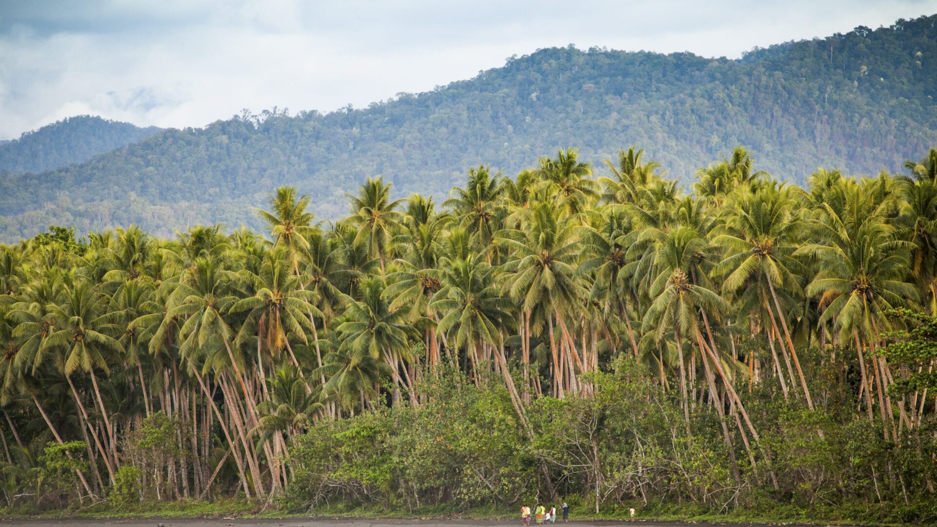 Rainforest facts – Cool Earth