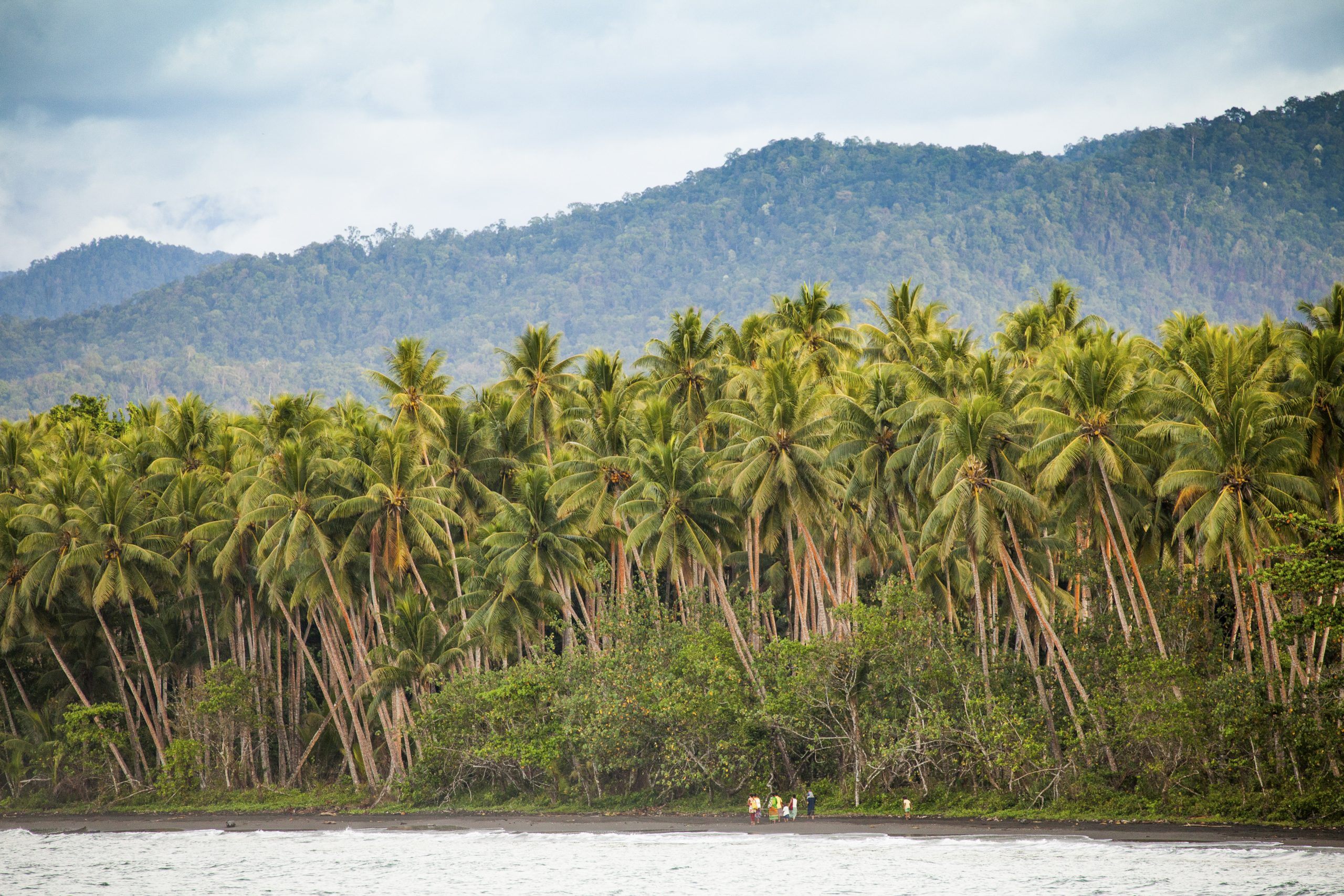 5 Fantastic Updates - New Guinea Rainforest – Cool Earth