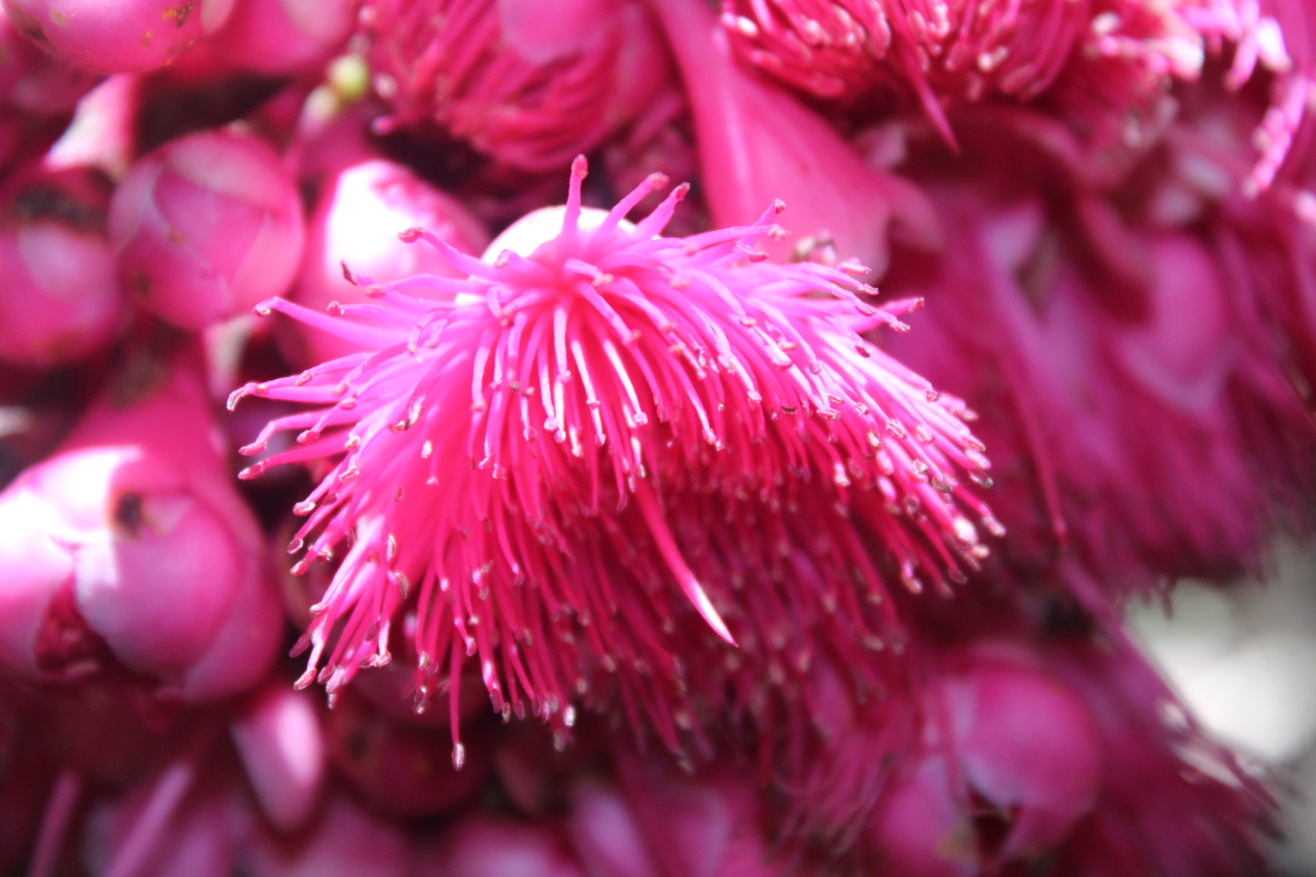 Biodiversidad vegetal en Nueva Guinea – Cool Earth