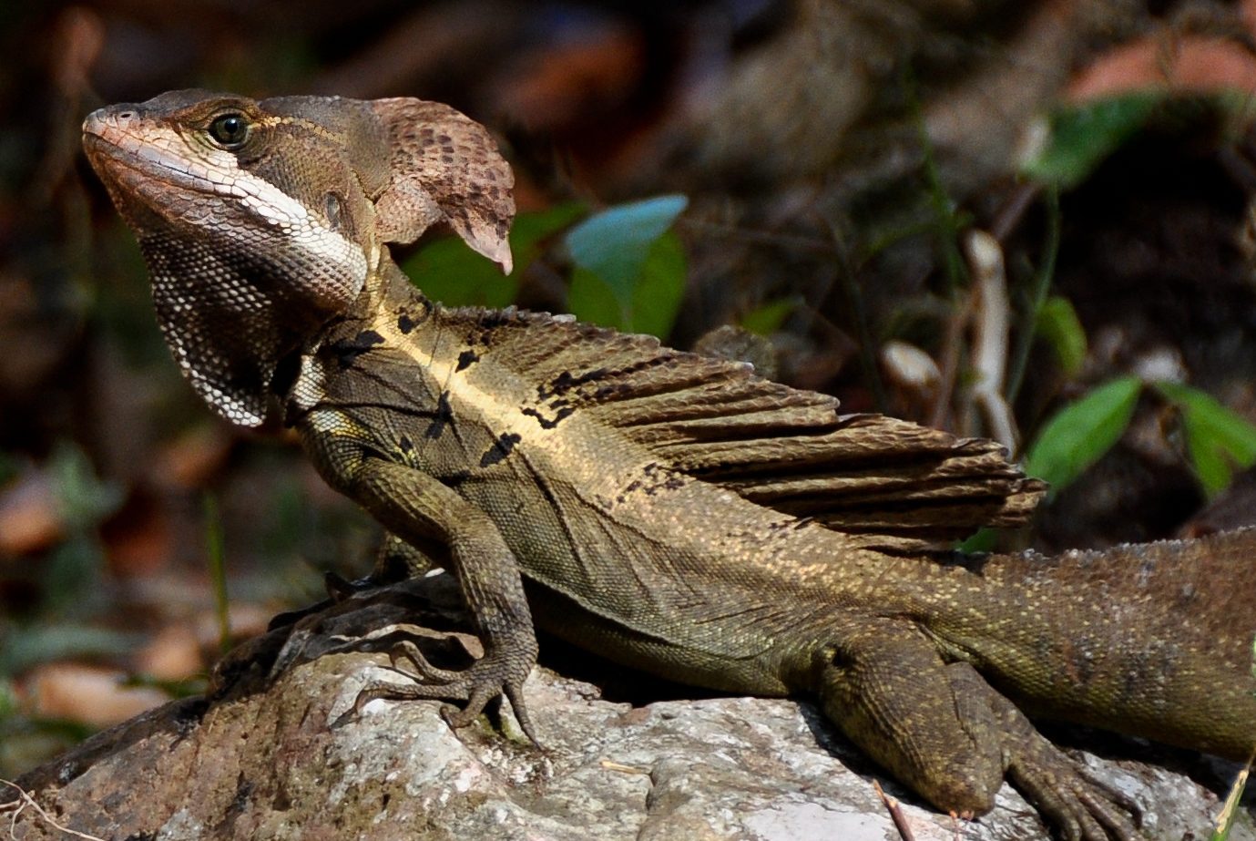 Walking on Water: The Jesus Lizard