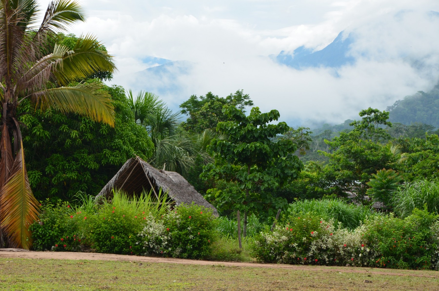 People and the Rainforest: the Relationship – Cool Earth