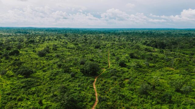 La cuenca del Congo | Cinco datos sobre la selva tropical – Cool Earth