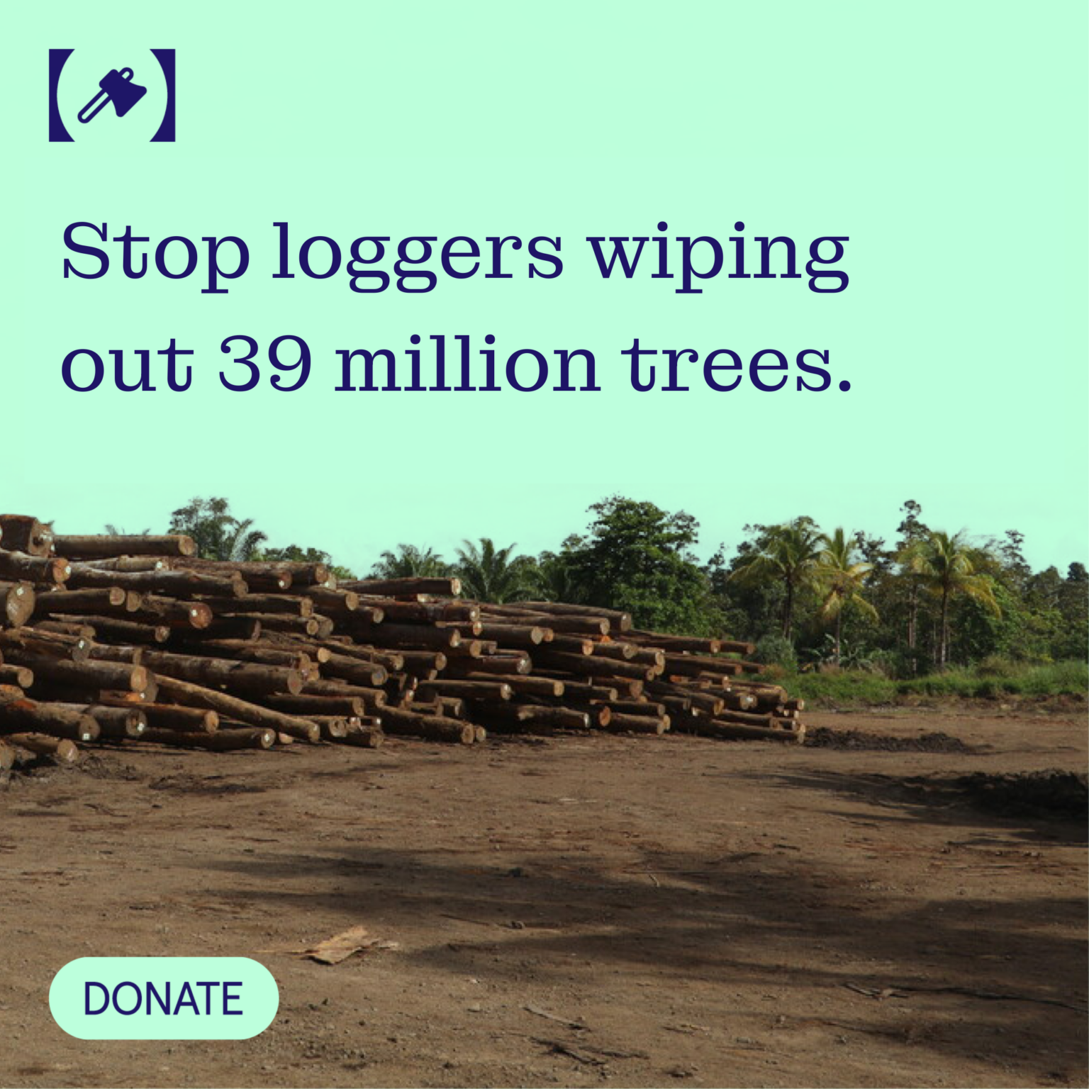 Urgent Appeal: Stop Logging in the Papua New Guinea rainforest